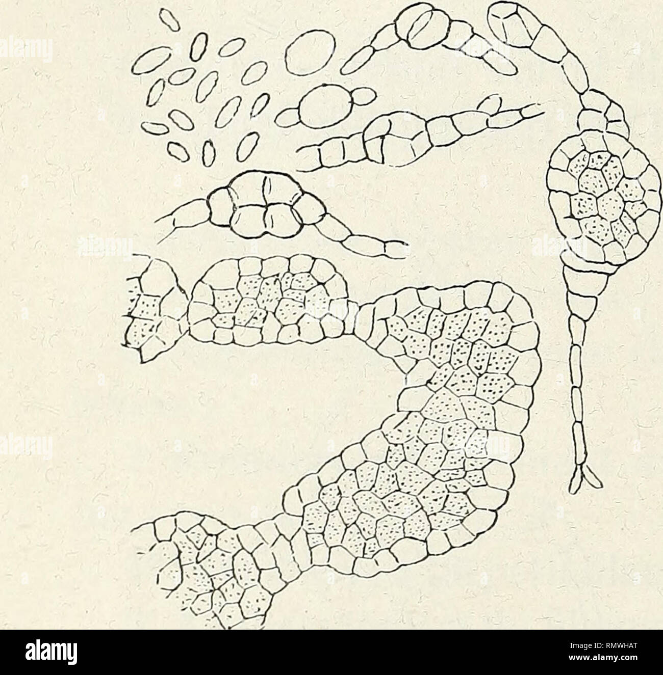 Cellule de levure hi-res stock photography and images - Alamy