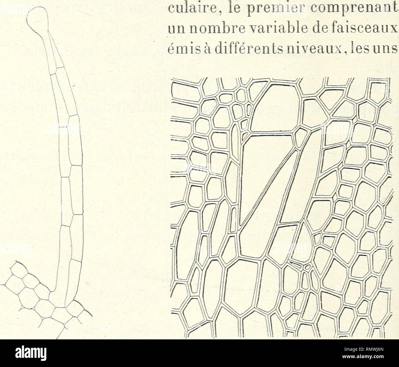 Tige ligneuse hi-res stock photography and images - Alamy