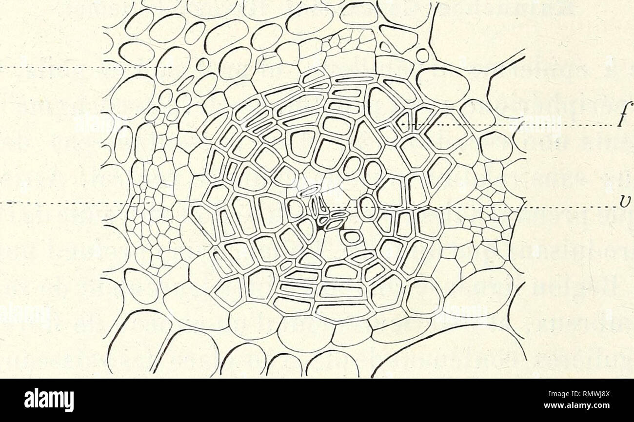 Tige ligneuse hi-res stock photography and images - Alamy