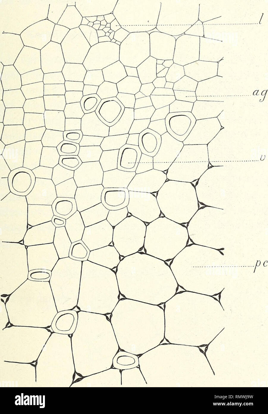 Tige ligneuse hi-res stock photography and images - Alamy