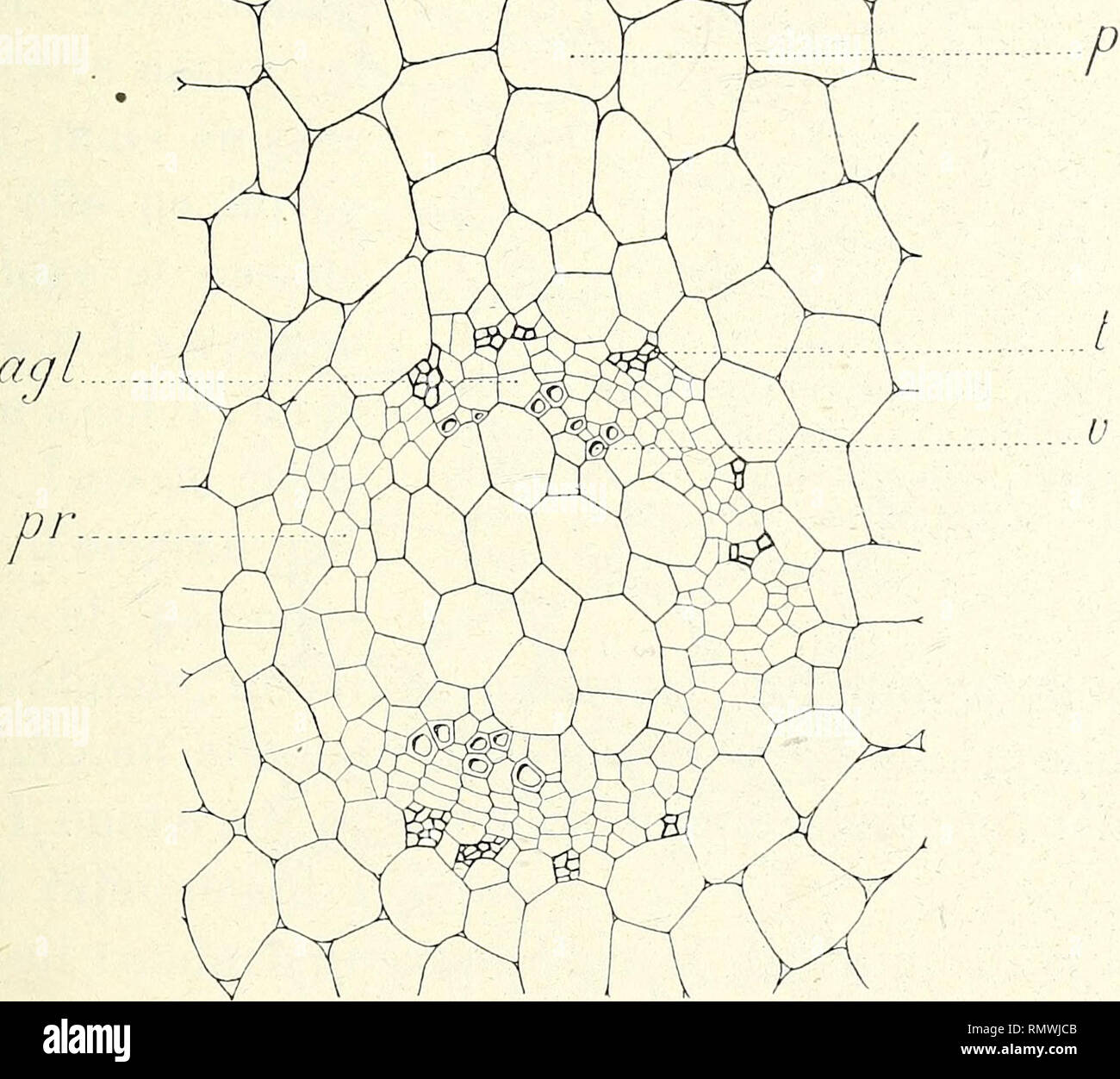 Tige ligneuse hi-res stock photography and images - Alamy