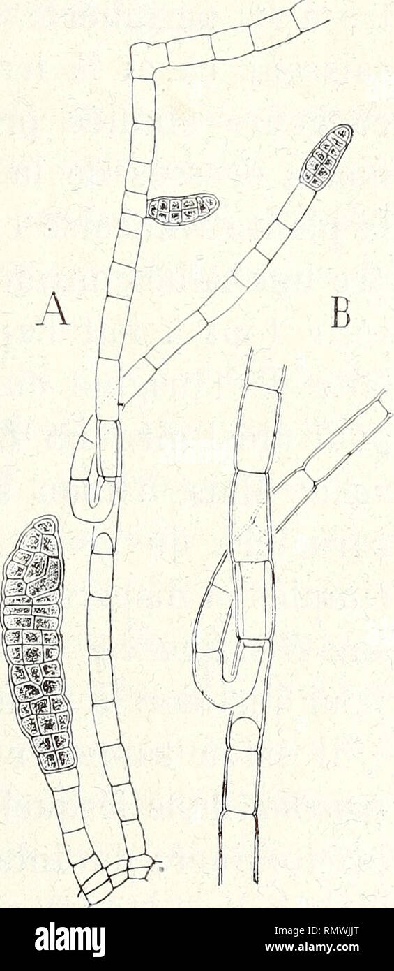 Maculans hi-res stock photography and images - Alamy