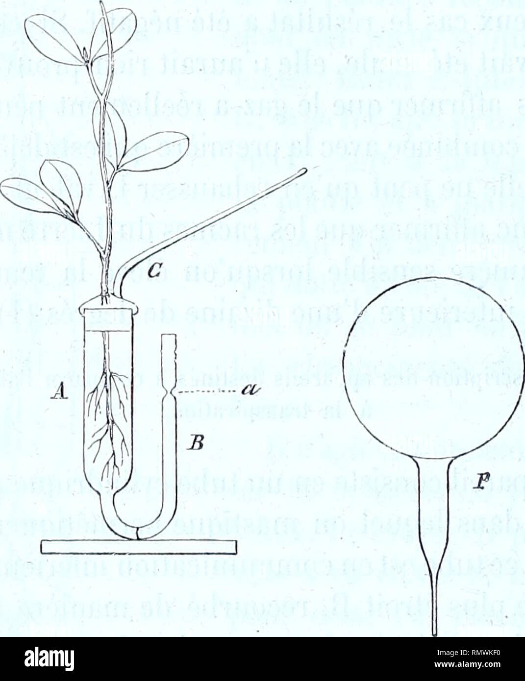 . Annales des Sciences Naturelles Botaniques. 206 J. VES48UE. racines ...