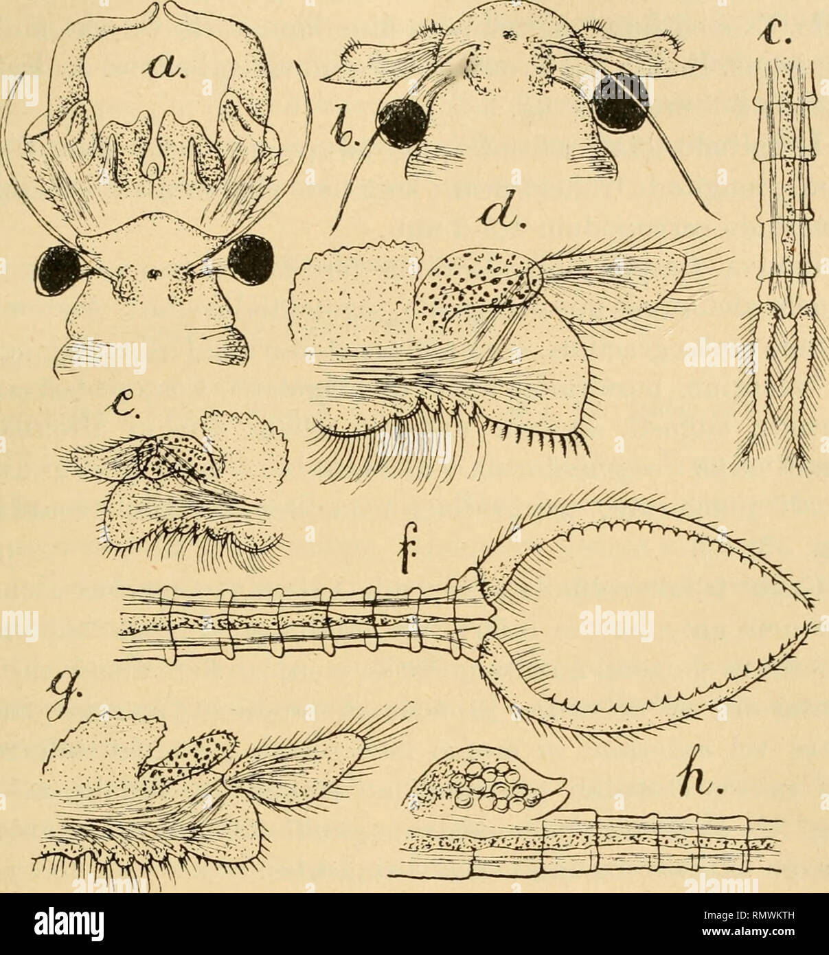 . Annales des sciences naturelles. Zoology; Biology. l'HYLLOPODES ...