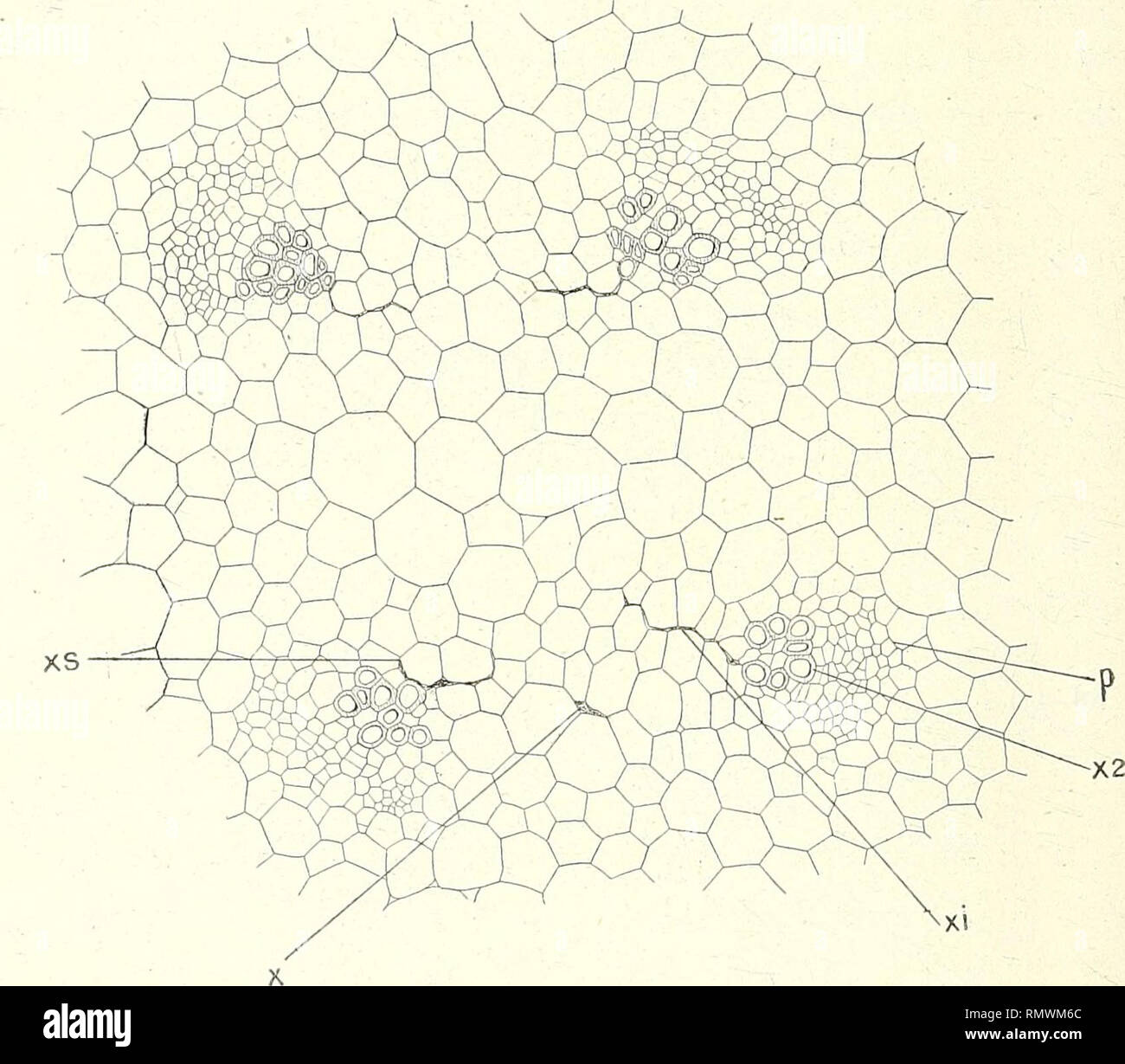 . Annales des Sciences Naturelles Botaniques. 222 GUSTAVE CHAUVEAUD ...