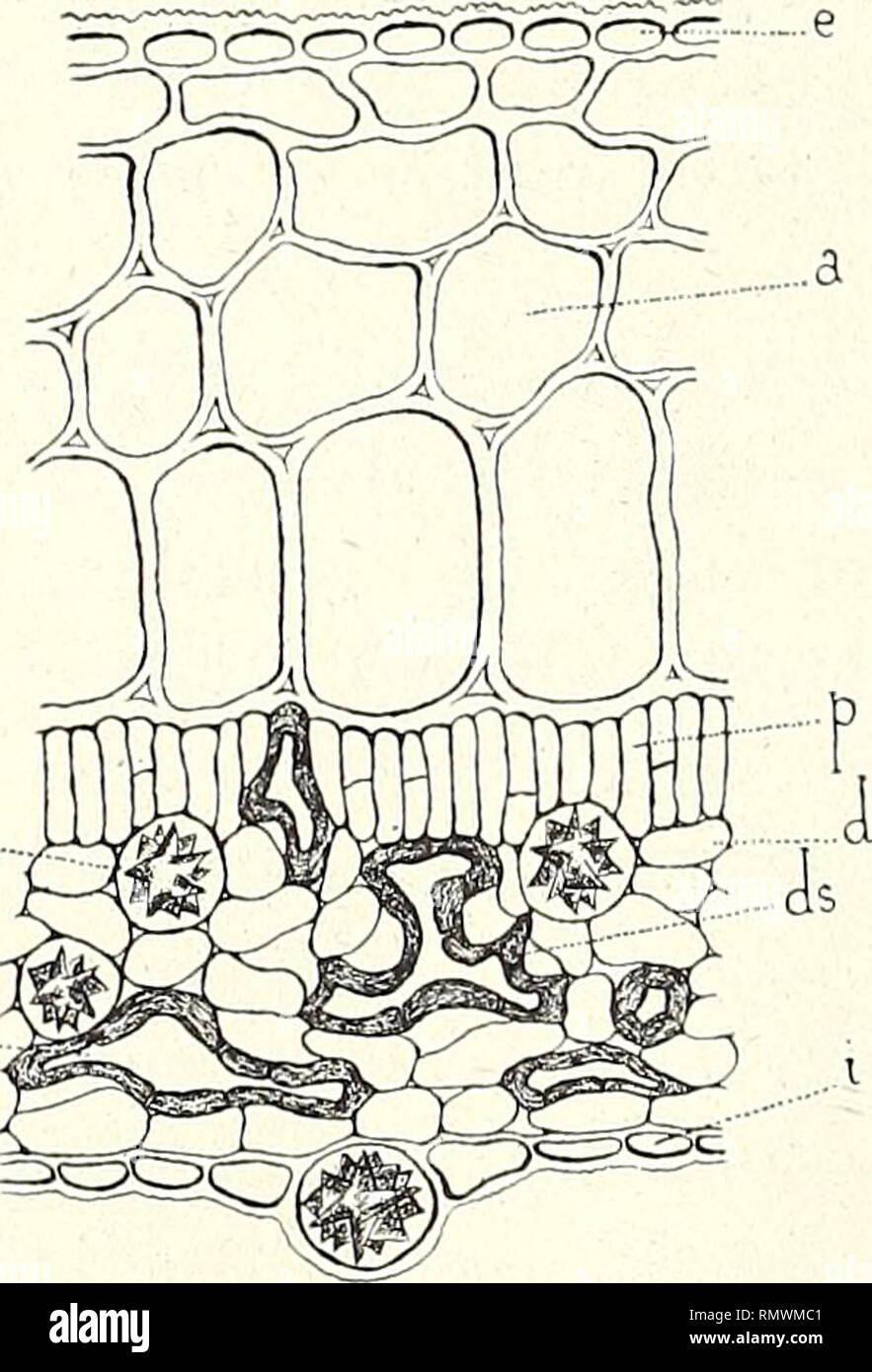 Jacob de la feuille hi-res stock photography and images - Alamy