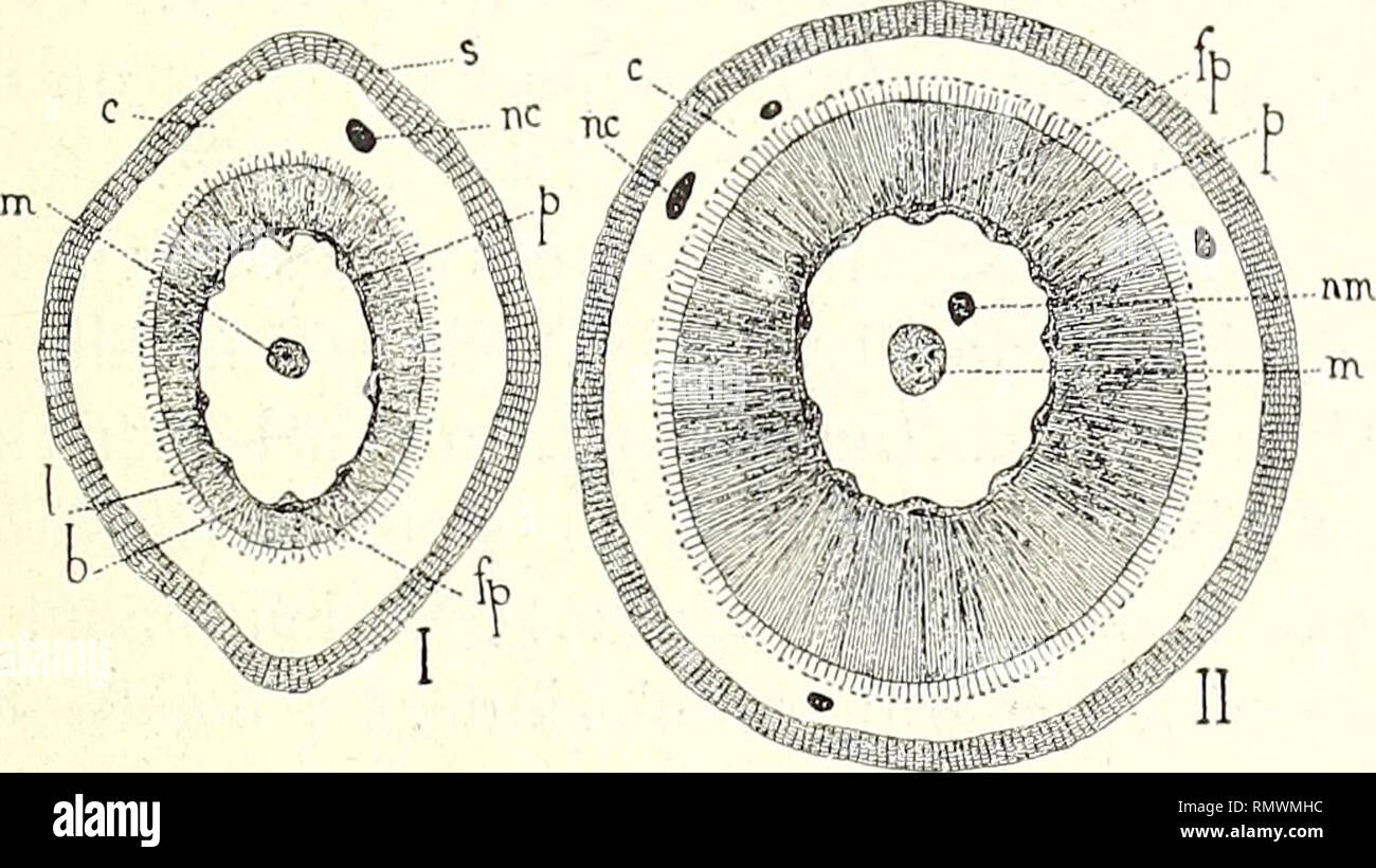 Endoderme hi-res stock photography and images - Alamy