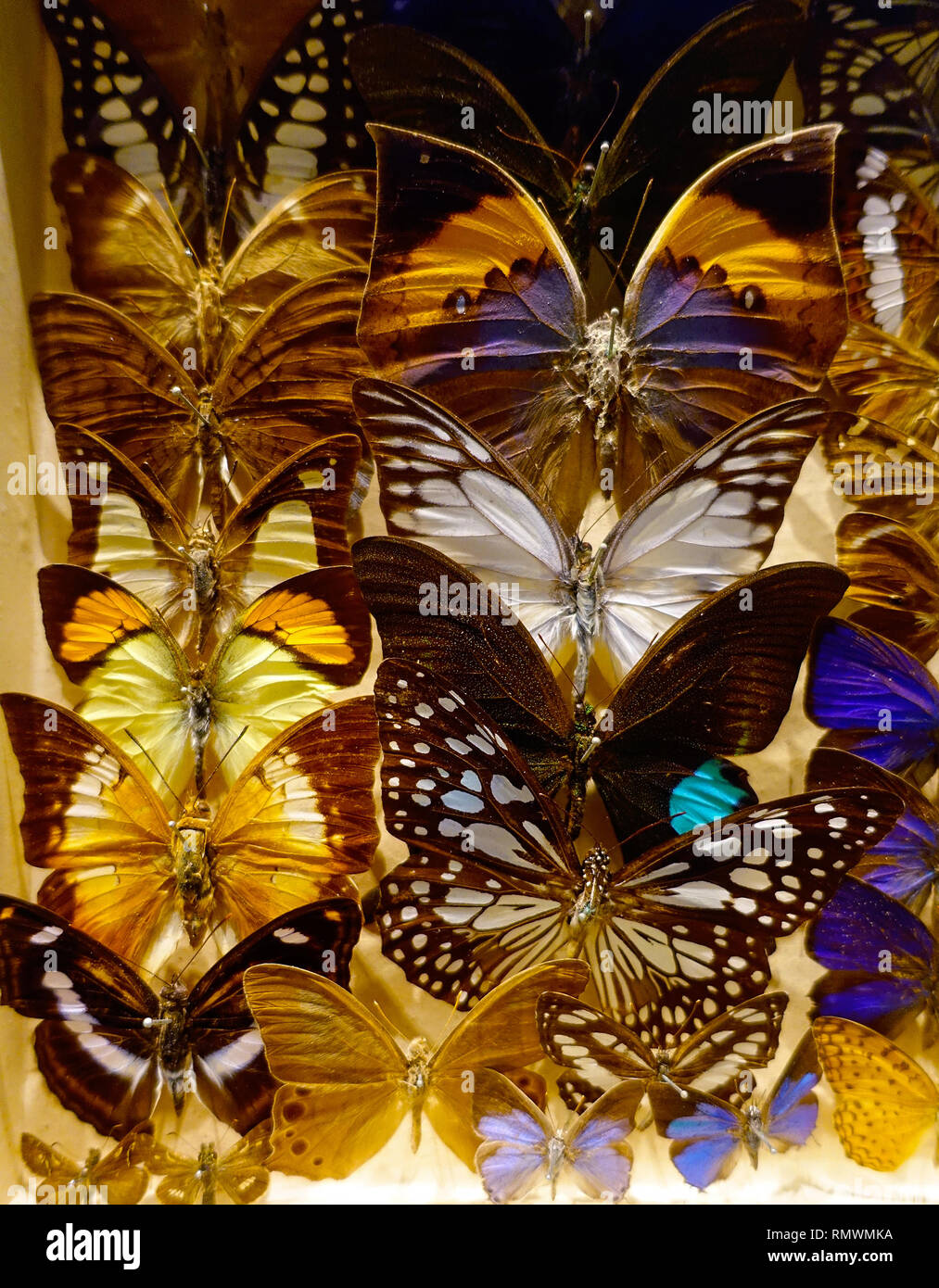 Butterfly collection display hi-res stock photography and images - Alamy