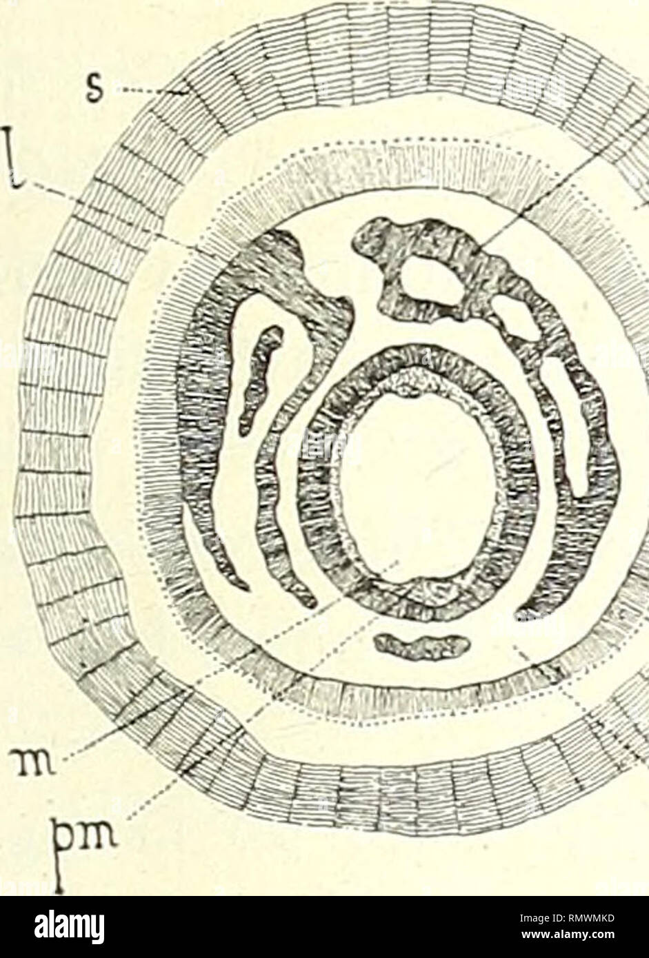 Tige ligneuse hi-res stock photography and images - Alamy