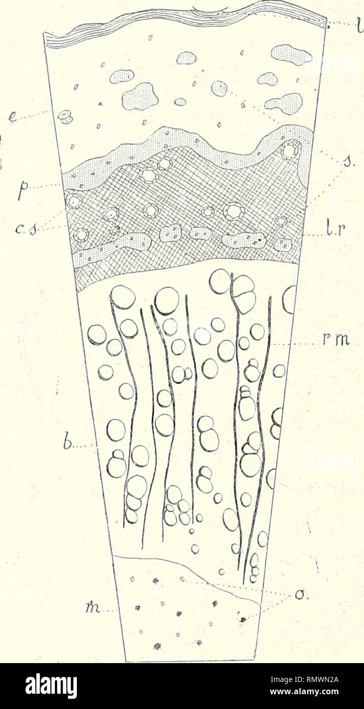 Aucoumea hi-res stock photography and images - Alamy