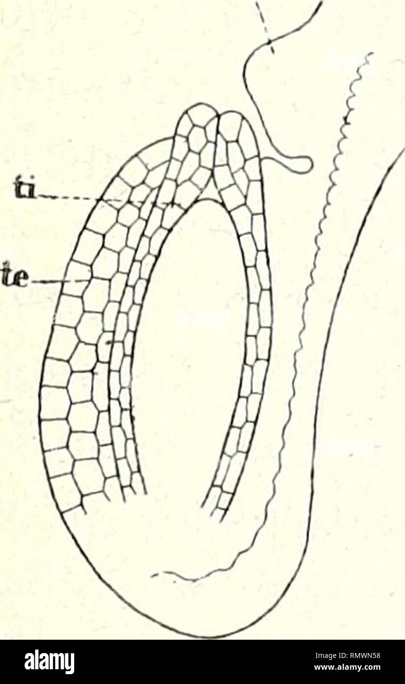 La cellule mère hi-res stock photography and images - Alamy