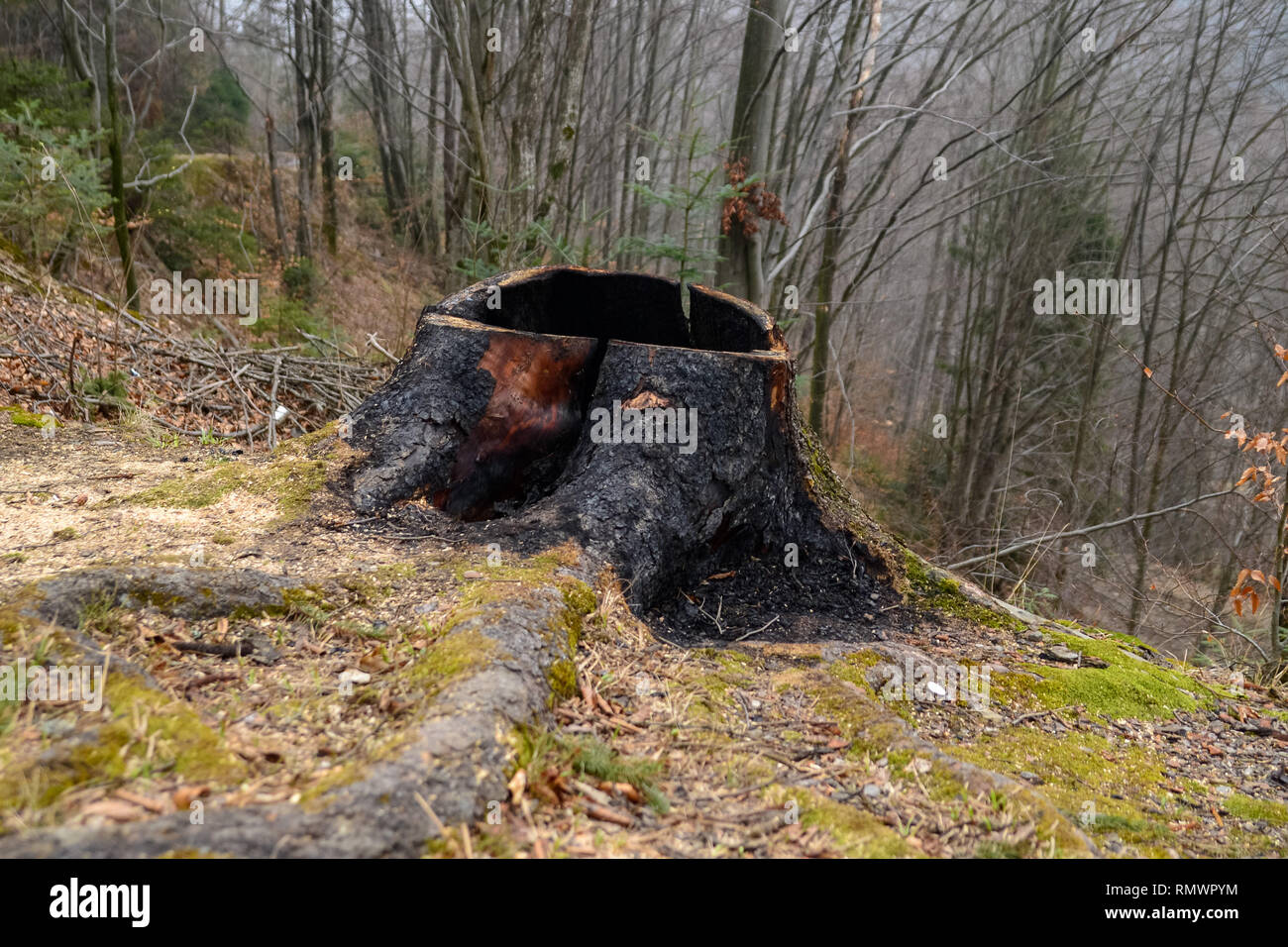 Burnt out tree hi-res stock photography and images - Alamy