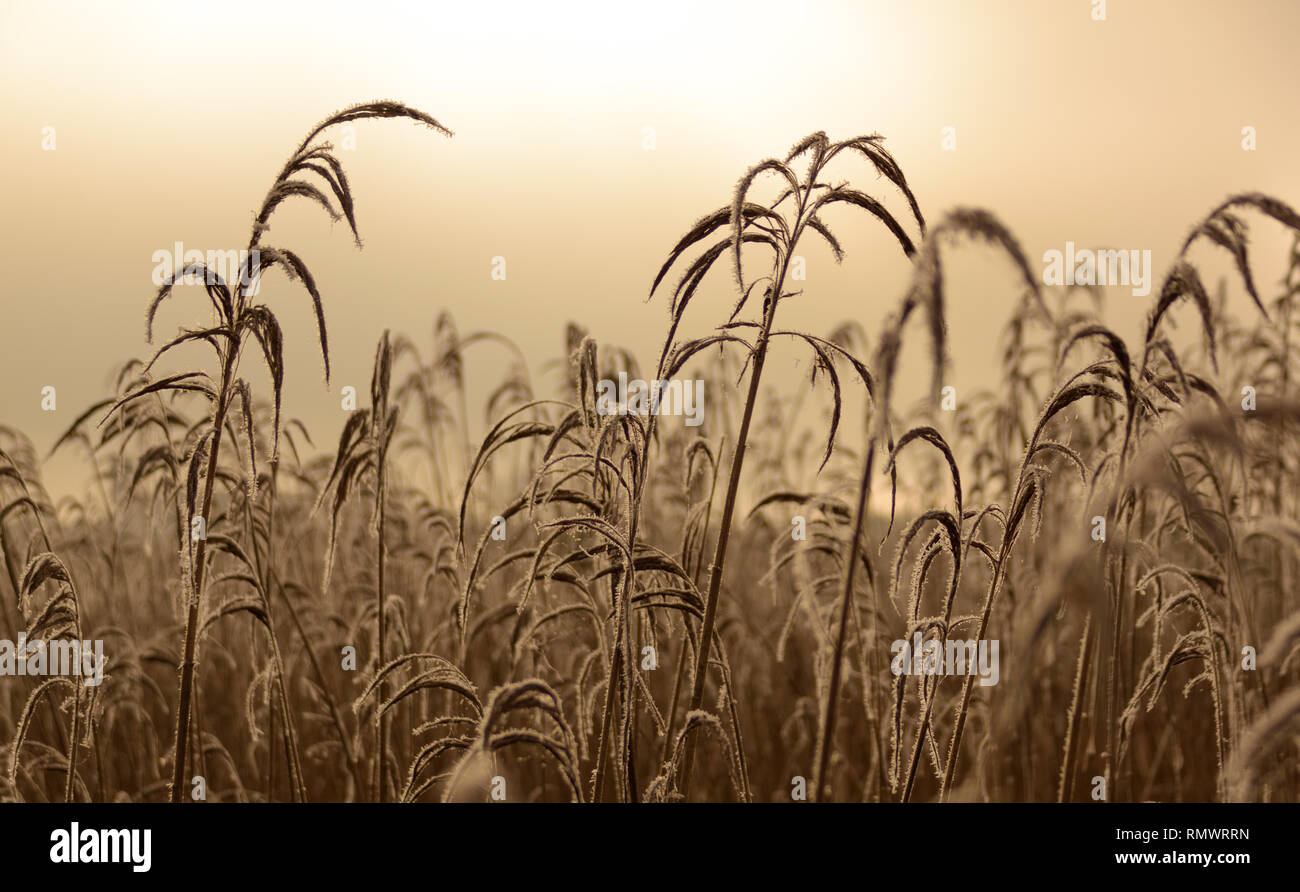 Golden backlit scene hi-res stock photography and images - Alamy