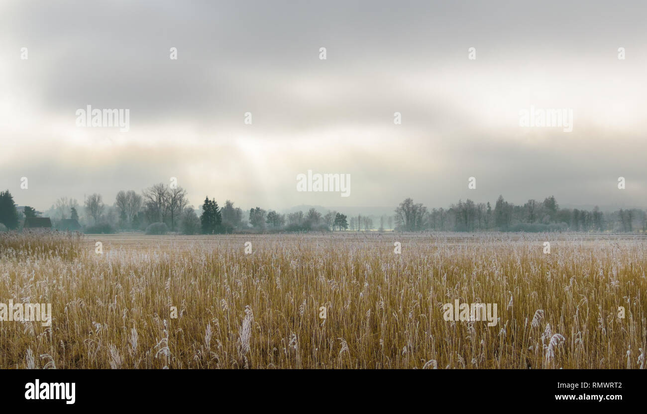 Reed field winter hi-res stock photography and images - Alamy