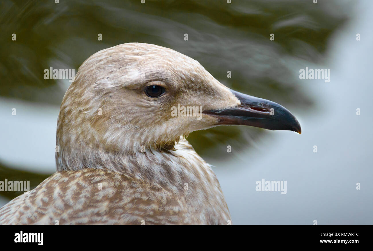 Female Seagull