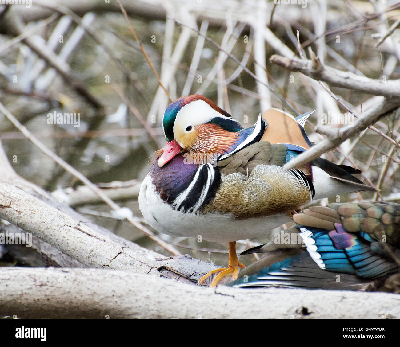 Mandarin Duck (Aix Galericulata), Franklin Canyon, Beverly Hills, CA ...