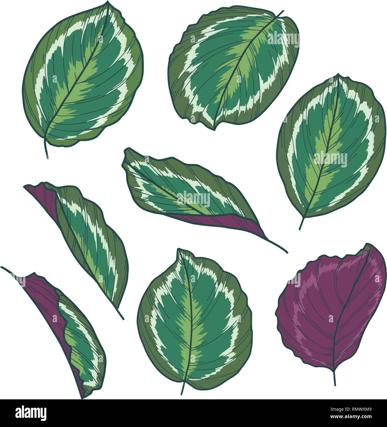 Vector collection set of exotic Calathea Medaillon Roseoptica Maranta ...