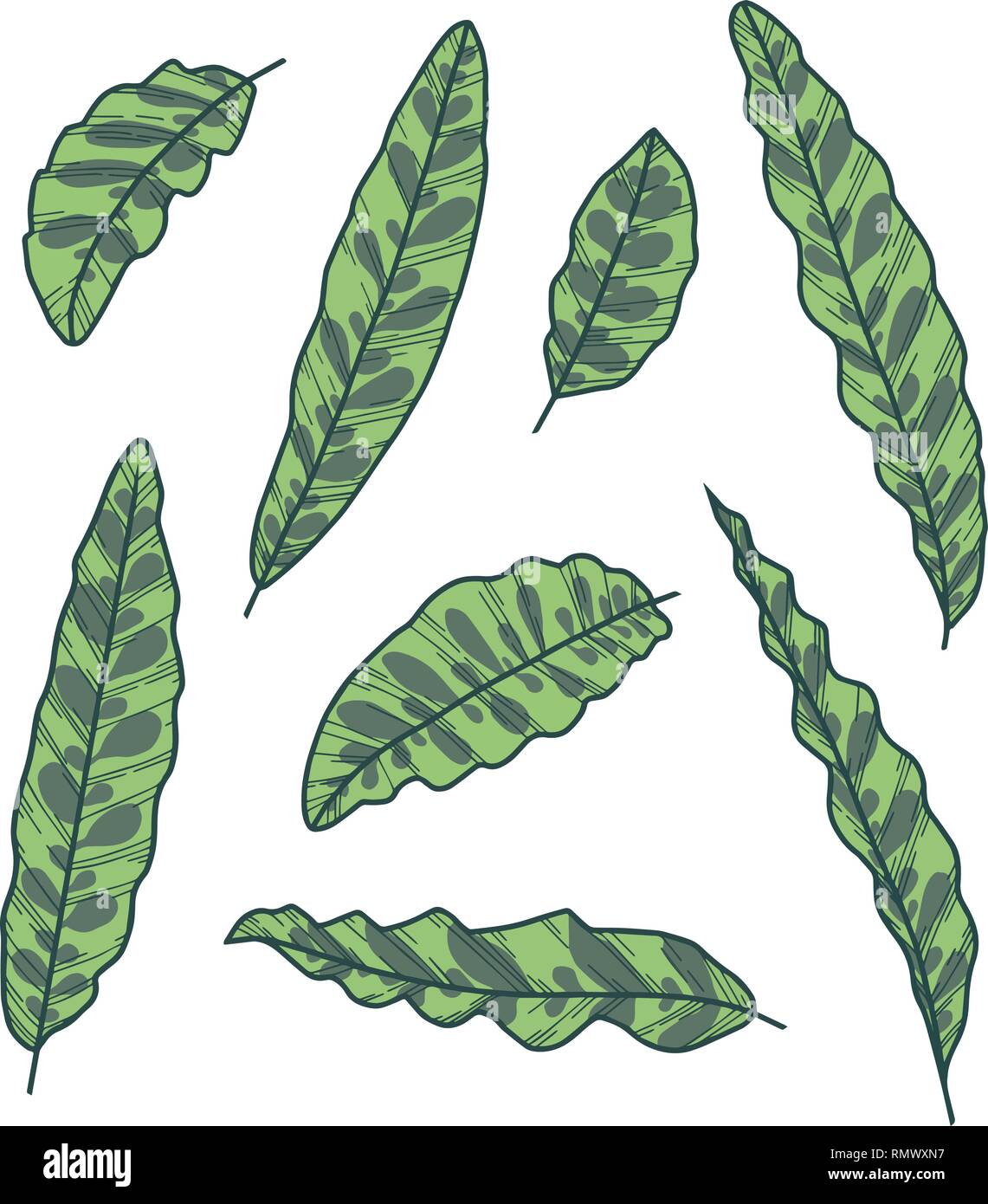 Vector collection set of exotic Calathea Lancifolia Rattlesnake Plant ...