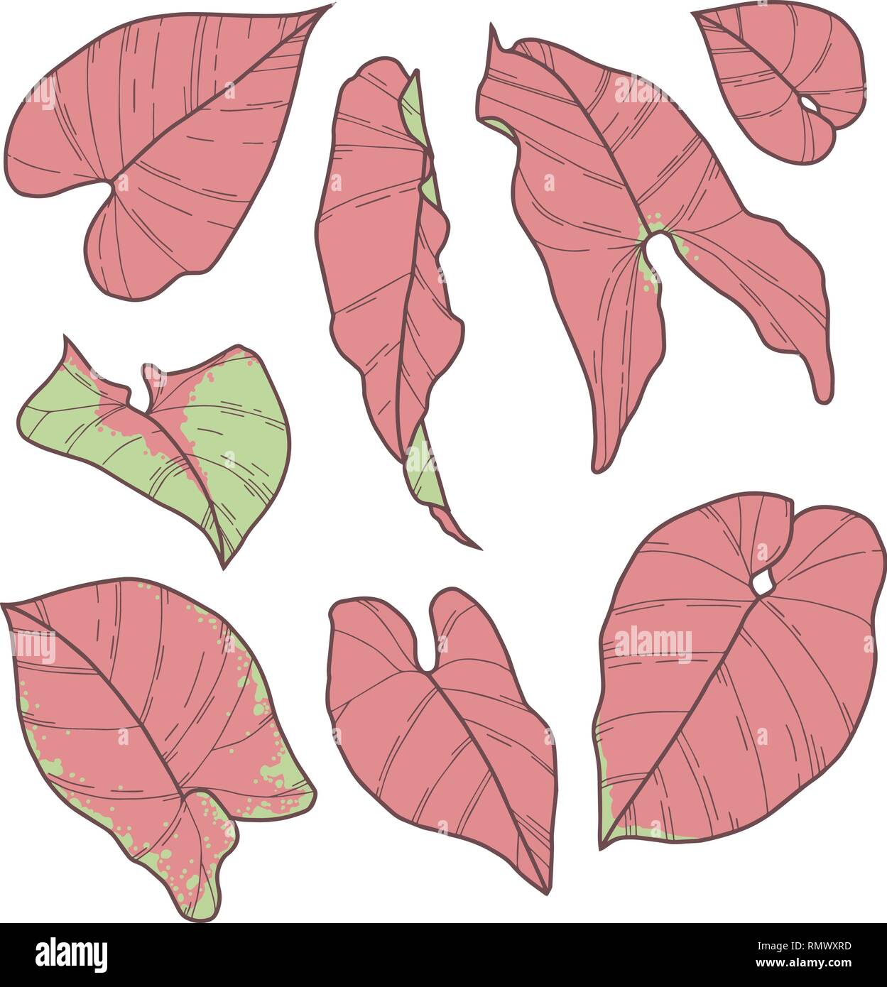 Vector collection set of Syngonium Pink Neon Robusta Plant leaf ...