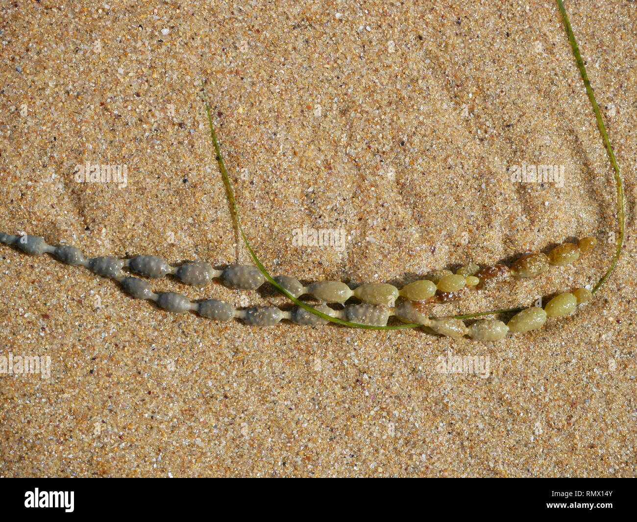 Algae in a ocean hi-res stock photography and images - Alamy