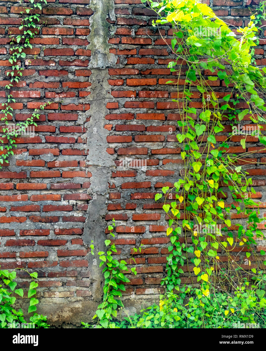 Creeper growing on a brick wall Stock Photo - Alamy