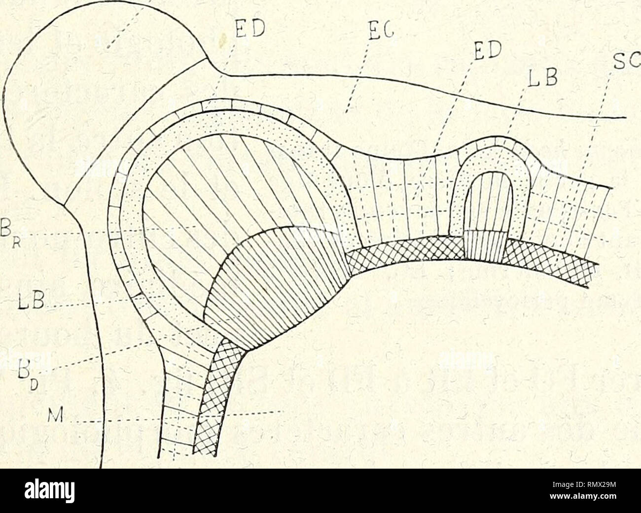 Plante pleine de feuilles hi-res stock photography and images - Alamy