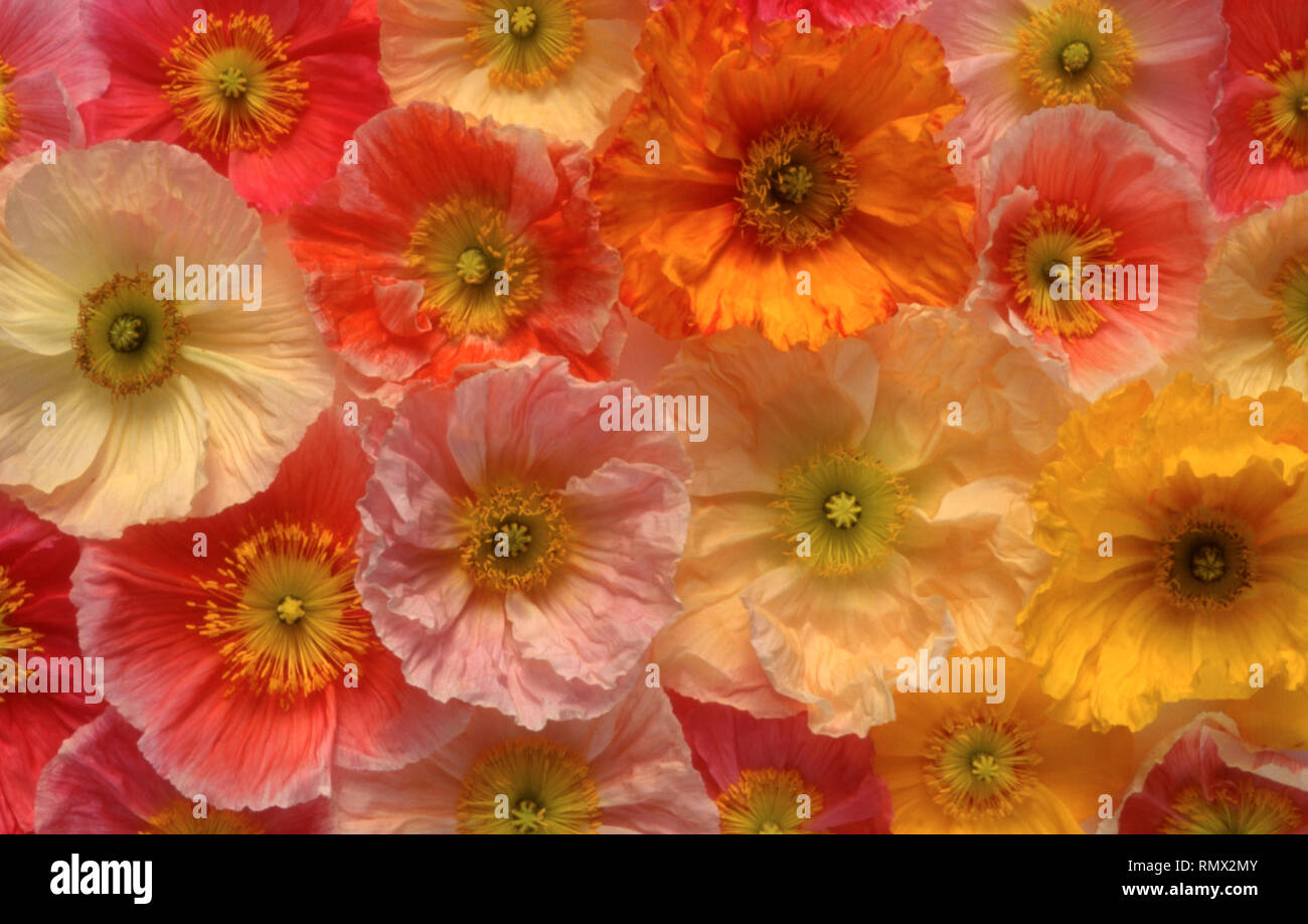STUDIO IMAGE OF ICELAND POPPY (PAPAVER NUDICAULE) FLOWERS Stock Photo ...