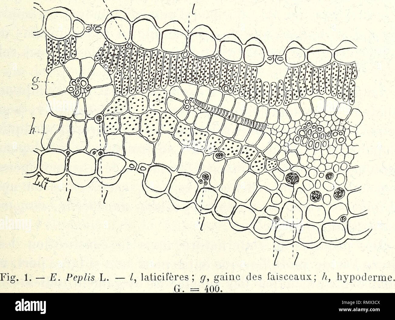 Euphorbia prostrata hi-res stock photography and images - Alamy