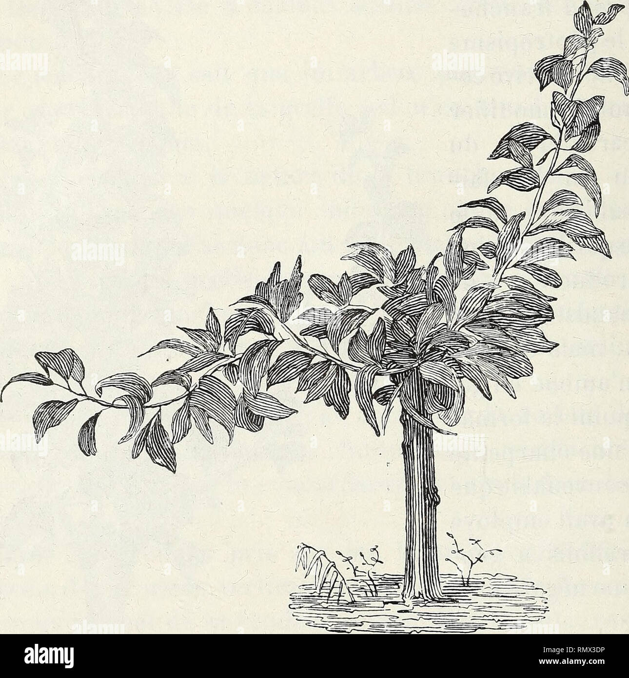 Geotropisme hi-res stock photography and images - Alamy