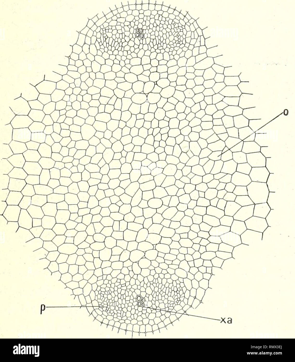 Nervur hi-res stock photography and images - Alamy