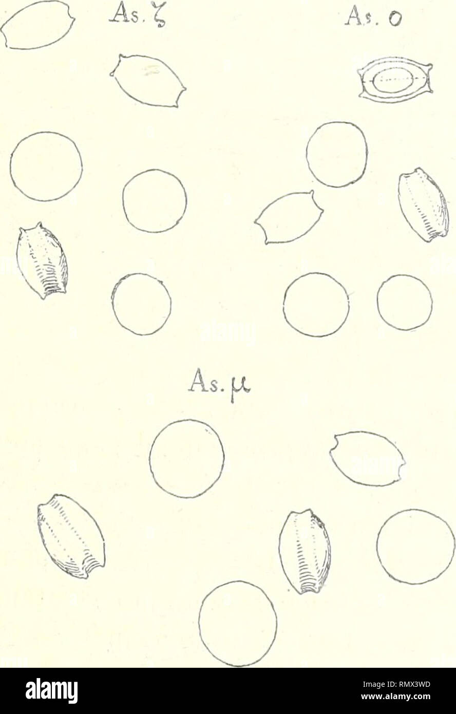 . Annales des Sciences Naturelles Botaniques. qu'est-ce que l ...