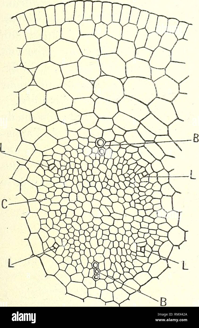 Appareil vasculaire hi-res stock photography and images - Alamy