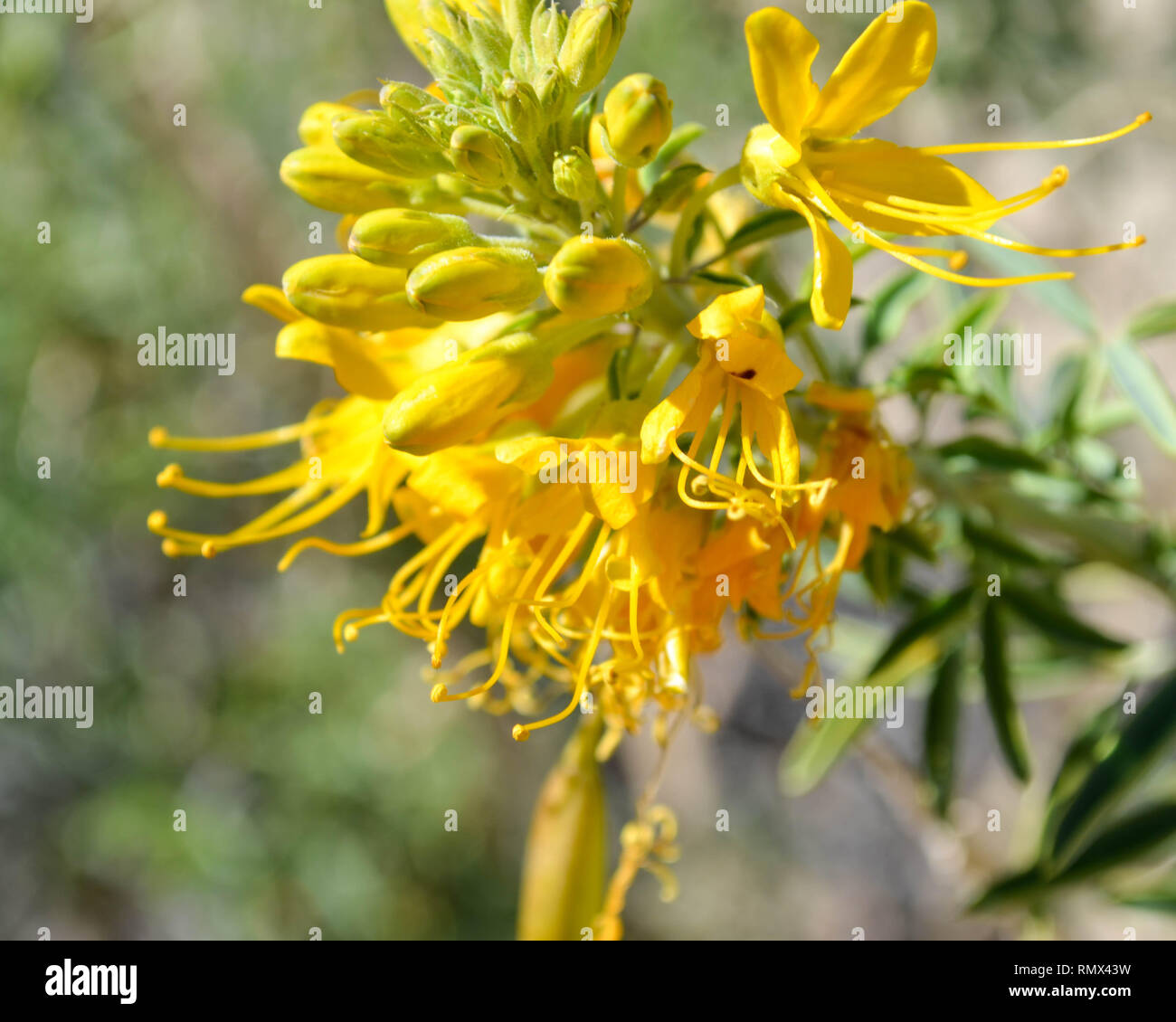Bladderpod bush hi-res stock photography and images - Alamy