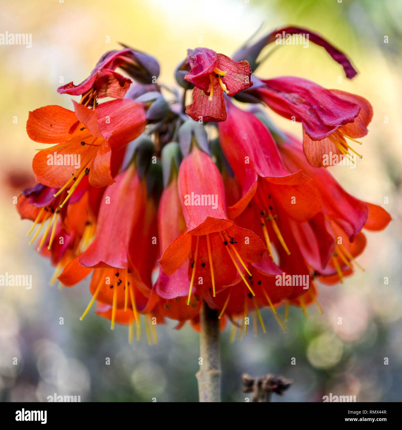 Bryophyllum hi-res stock photography and images - Alamy
