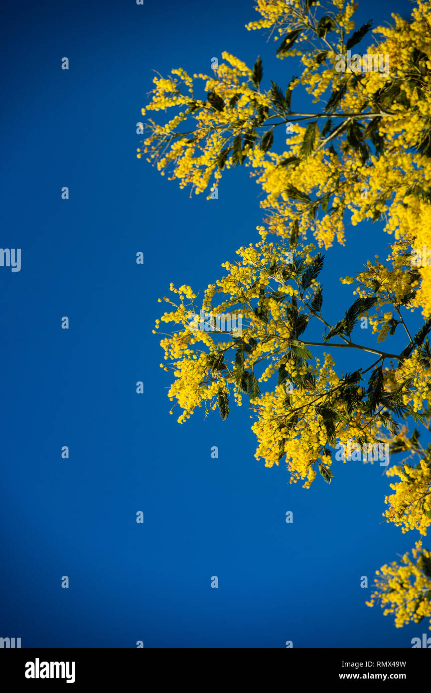 Branch of mimosa tree with flowers, France Stock Photo - Alamy