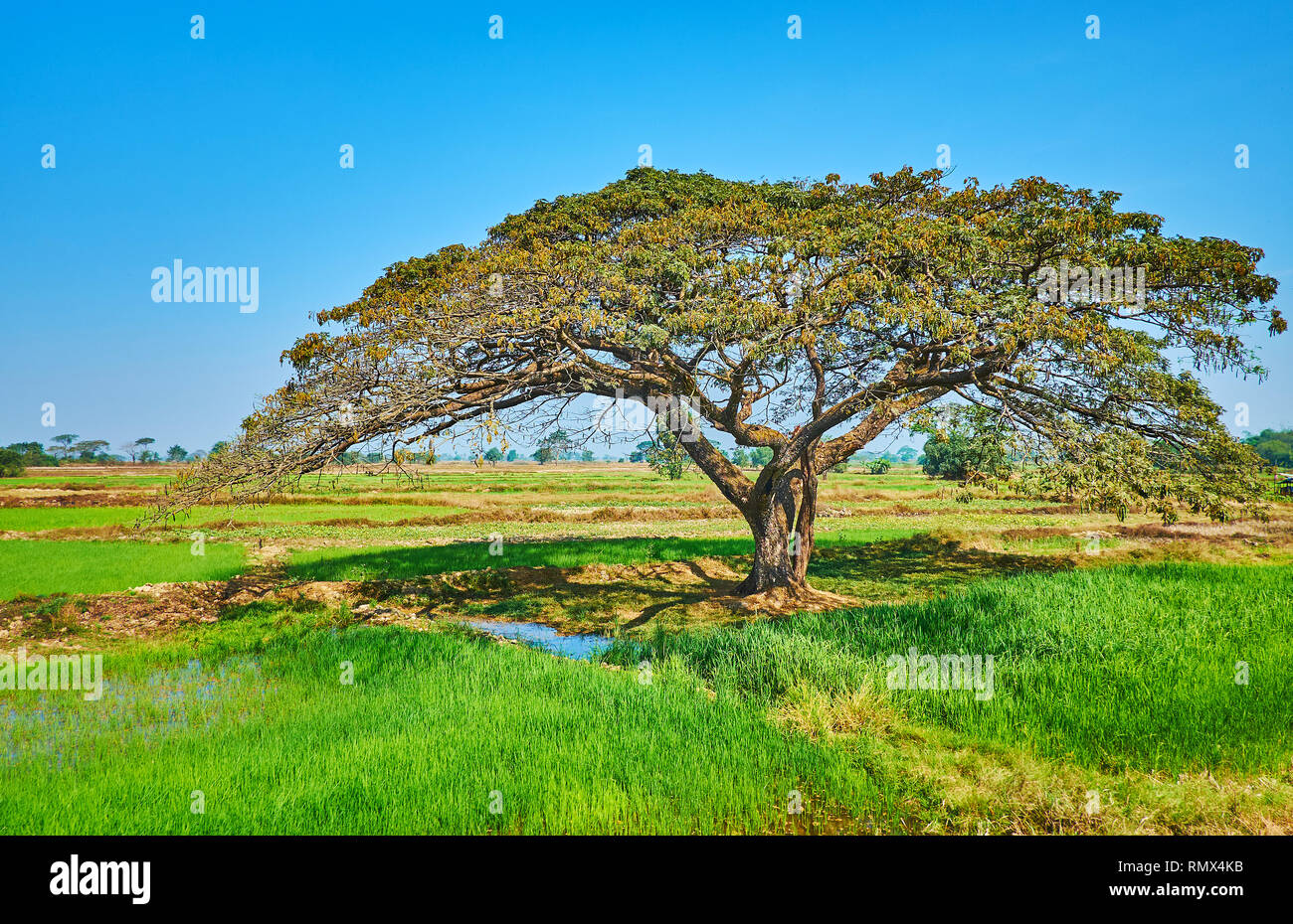 The shady acacia tree among the juicy green paddy-fields of Yangon ...
