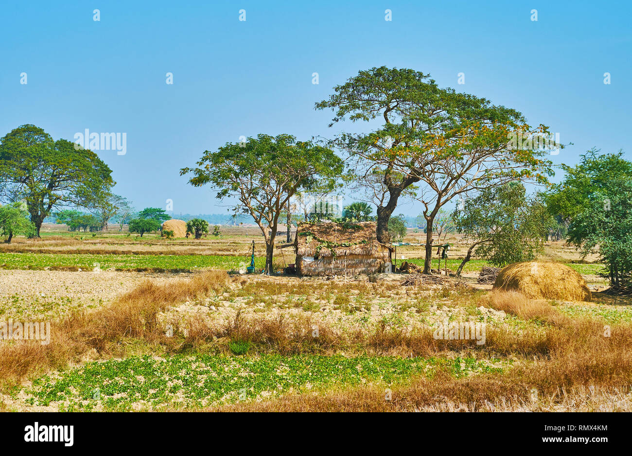 The rural scene with old nipa hut, lush acacia trees and dry meadows in ...