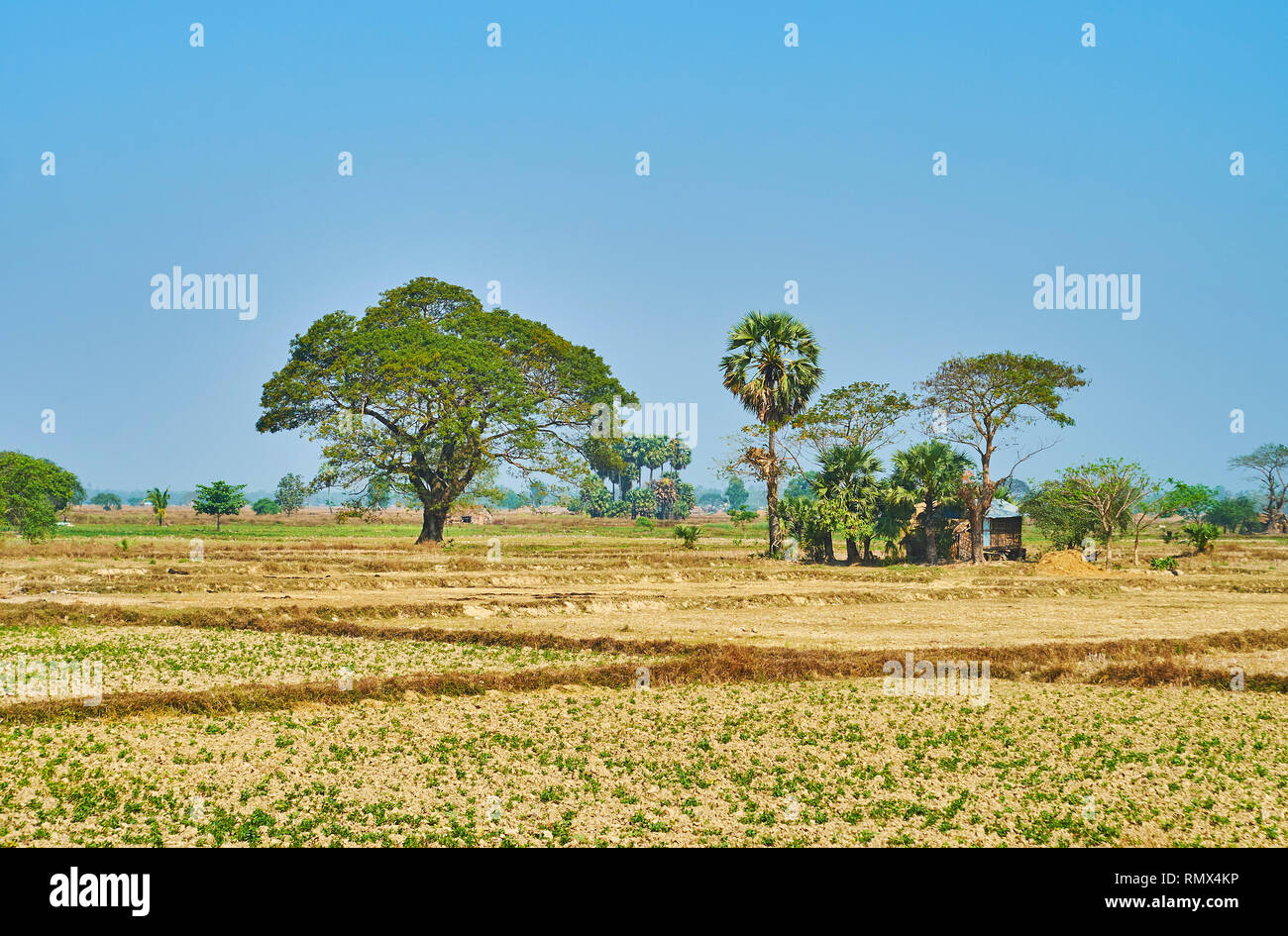 Explore Yangon suburb and enjoy the tropical nature, watch agricultural ...