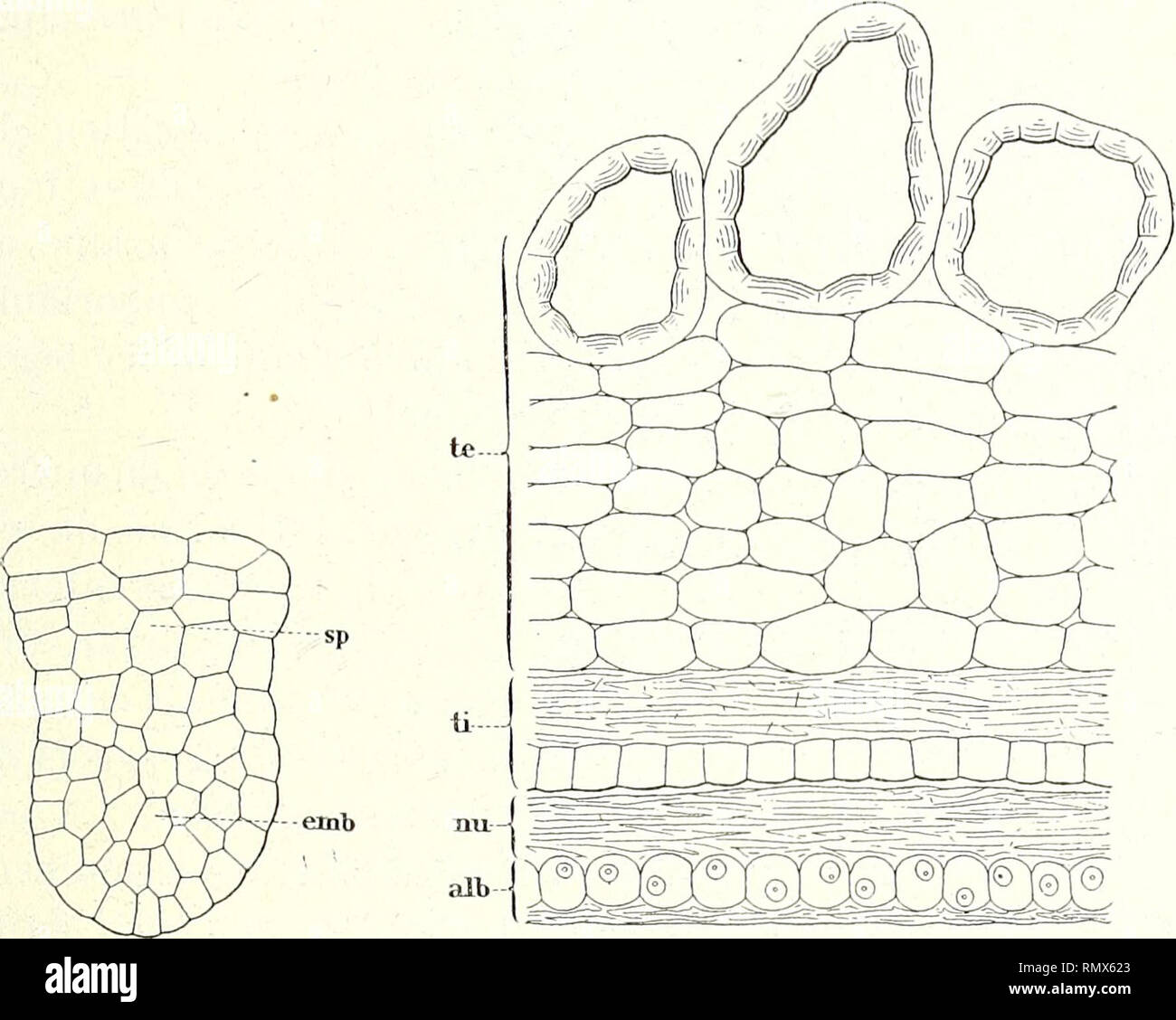 Amygdalus communis l hi-res stock photography and images - Alamy