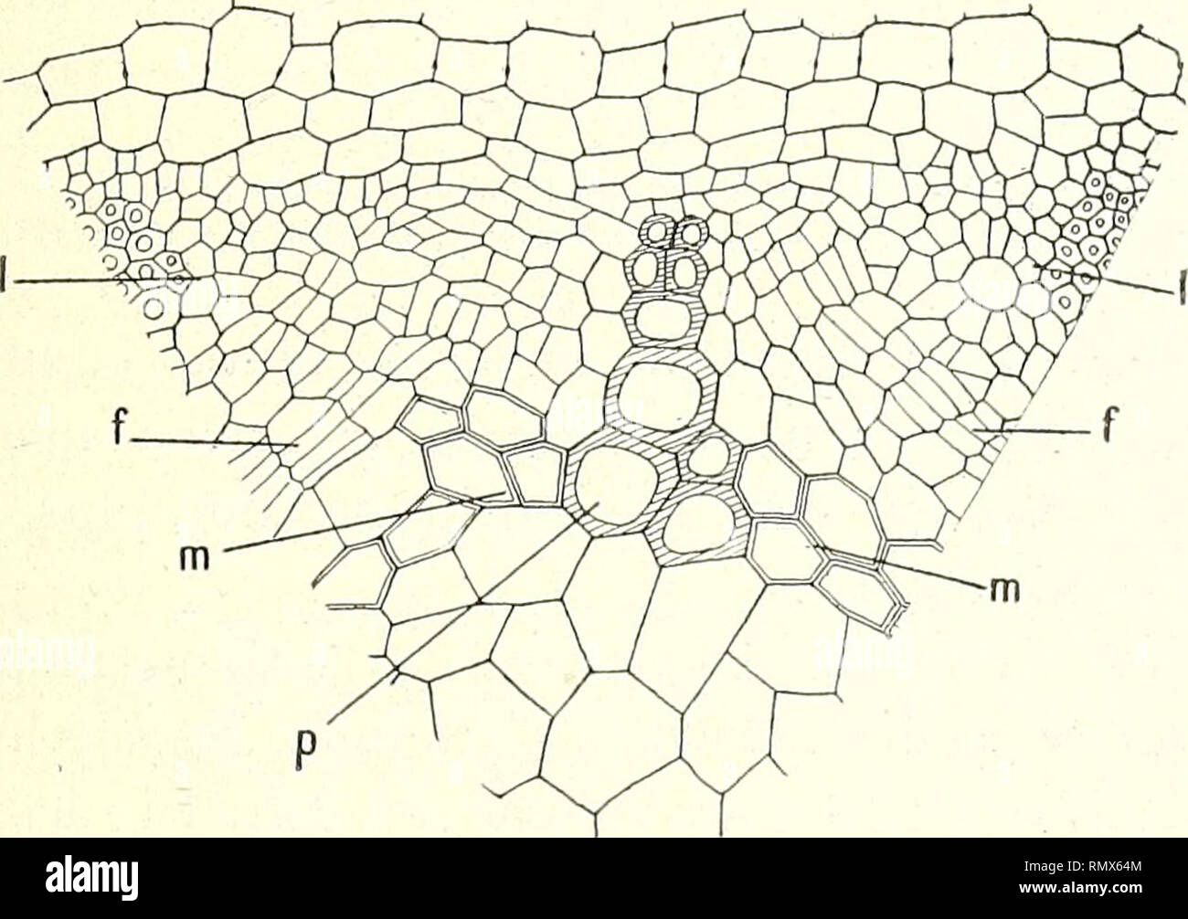 . Annales des Sciences Naturelles Botaniques. Fig. 1. — Pliaseolus ...