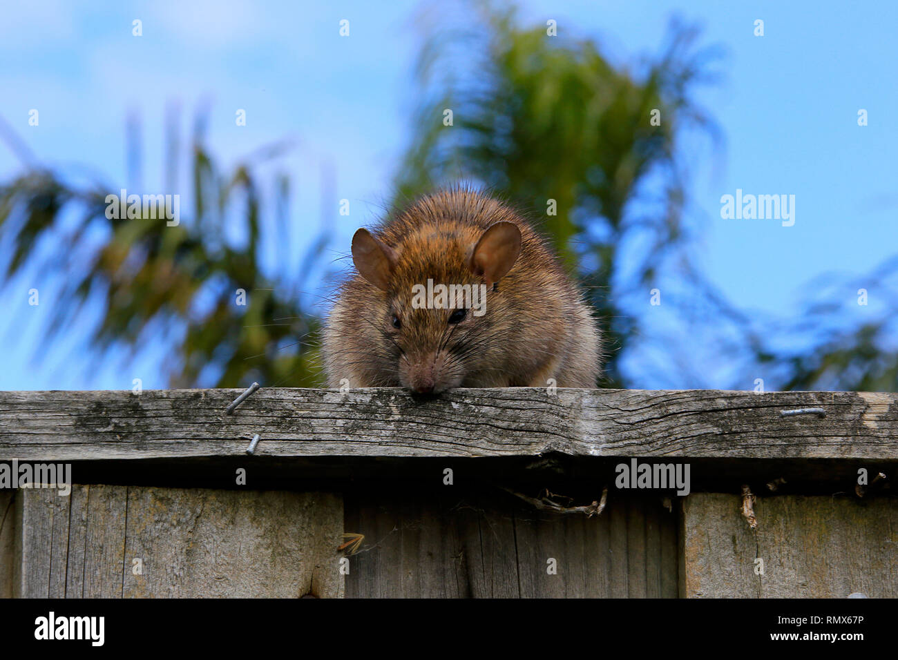 Fat rat hi-res stock photography and images - Alamy