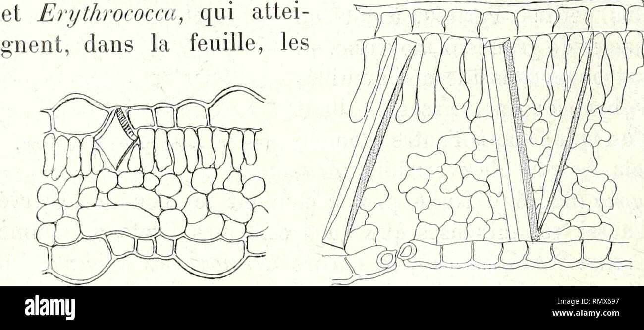 . Annales des Sciences Naturelles Botaniques. Fig. 57. — Eremocarpus ...