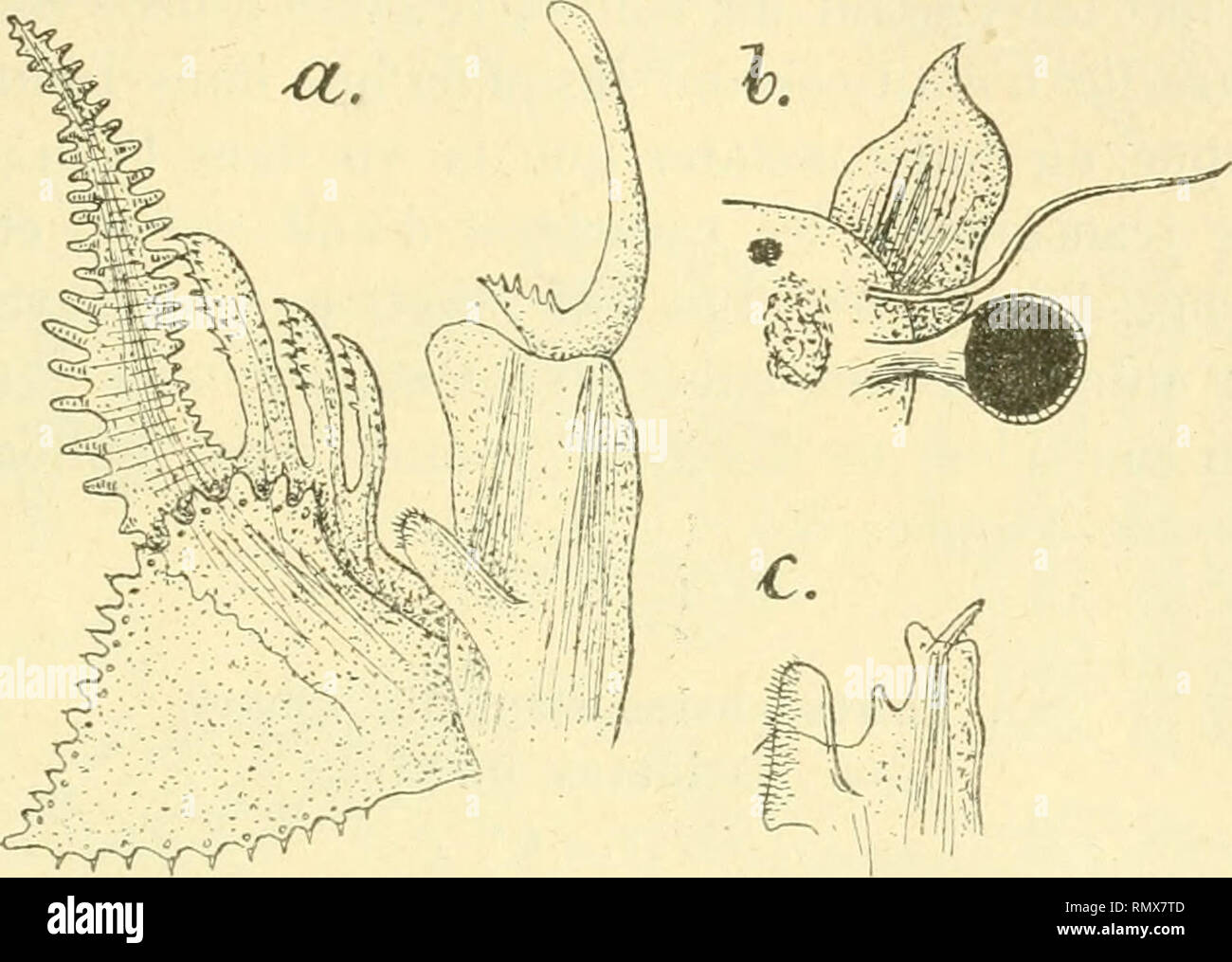 Superans hi-res stock photography and images - Alamy