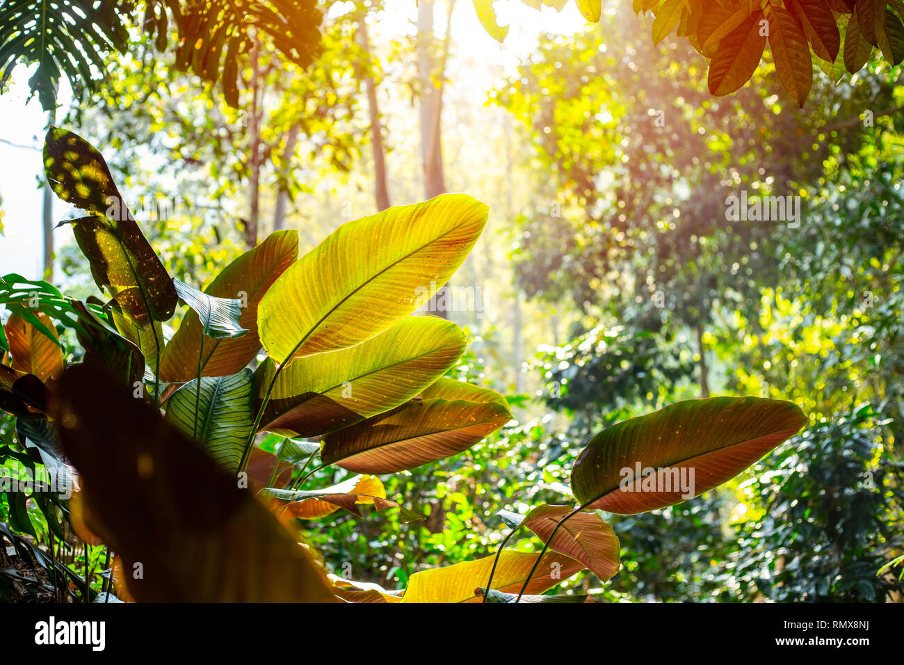 green nature rain forest tropical green tree with sun flare in morning ...