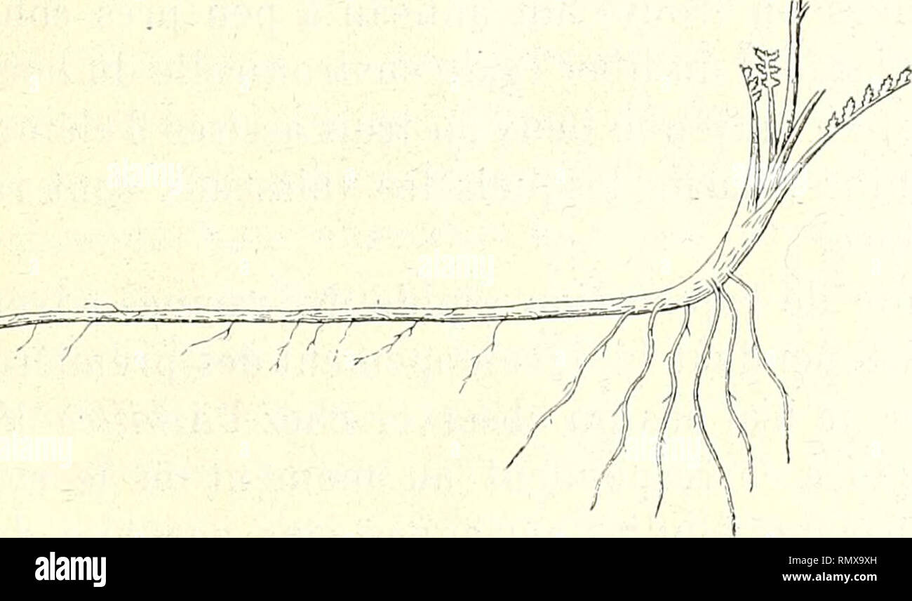 Racines adventives hi-res stock photography and images - Alamy