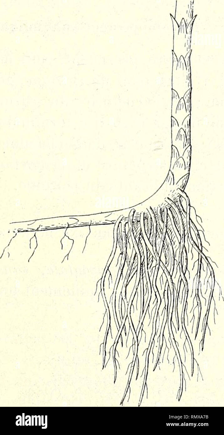 Racines adventives hi-res stock photography and images - Alamy