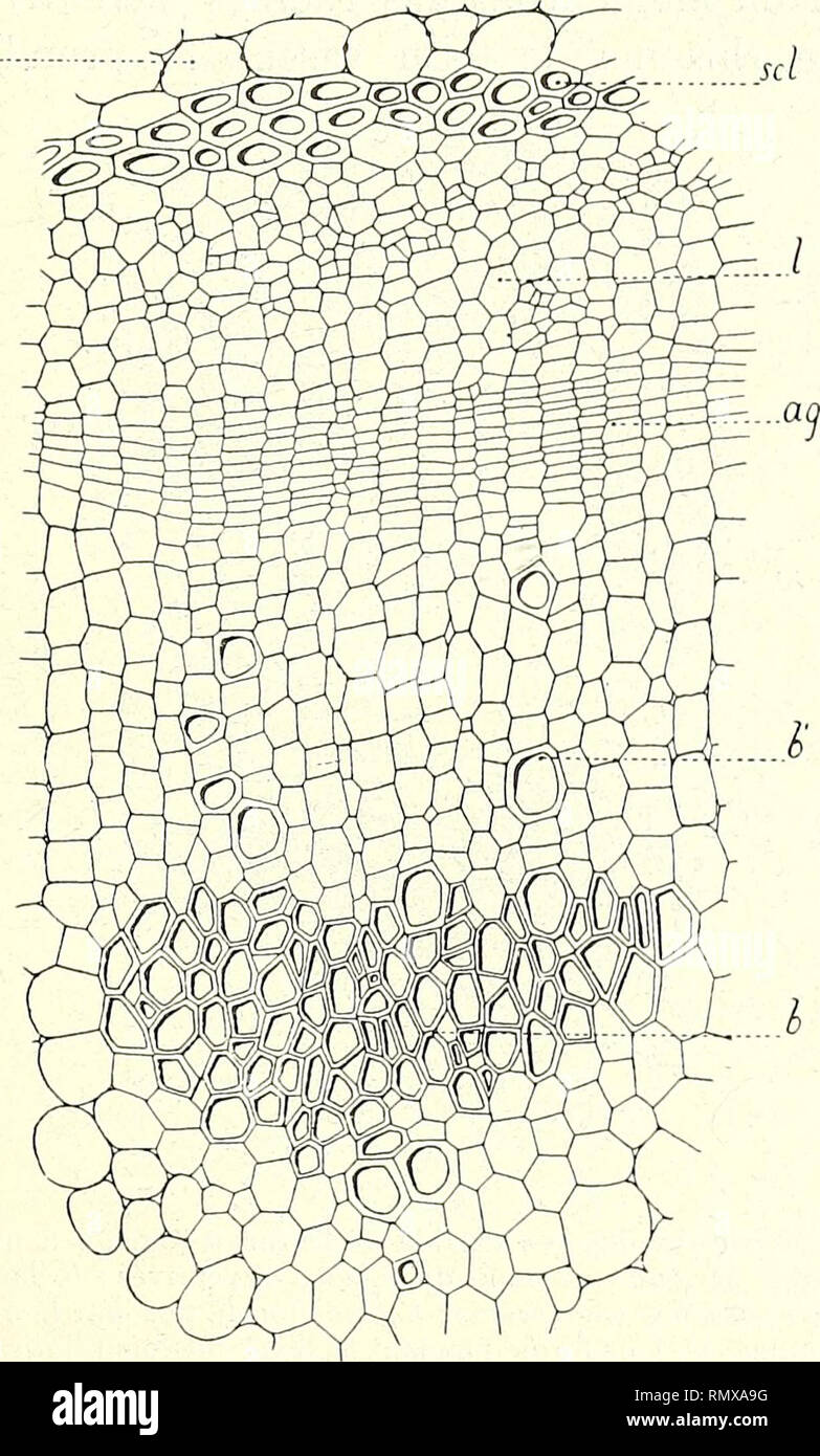 Endoderme hi-res stock photography and images - Alamy