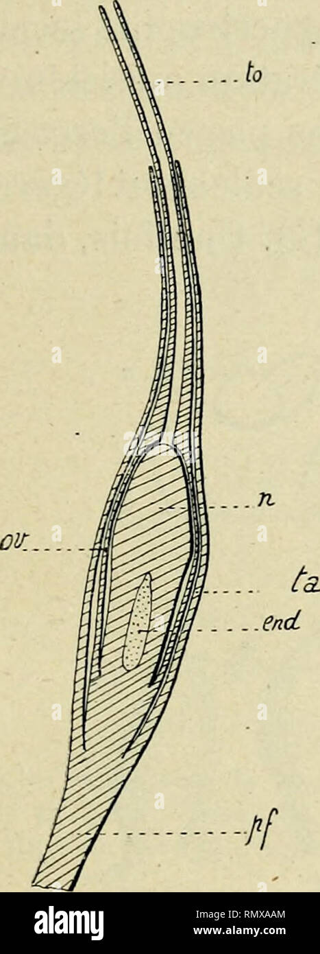 Position anatomique hi-res stock photography and images - Alamy