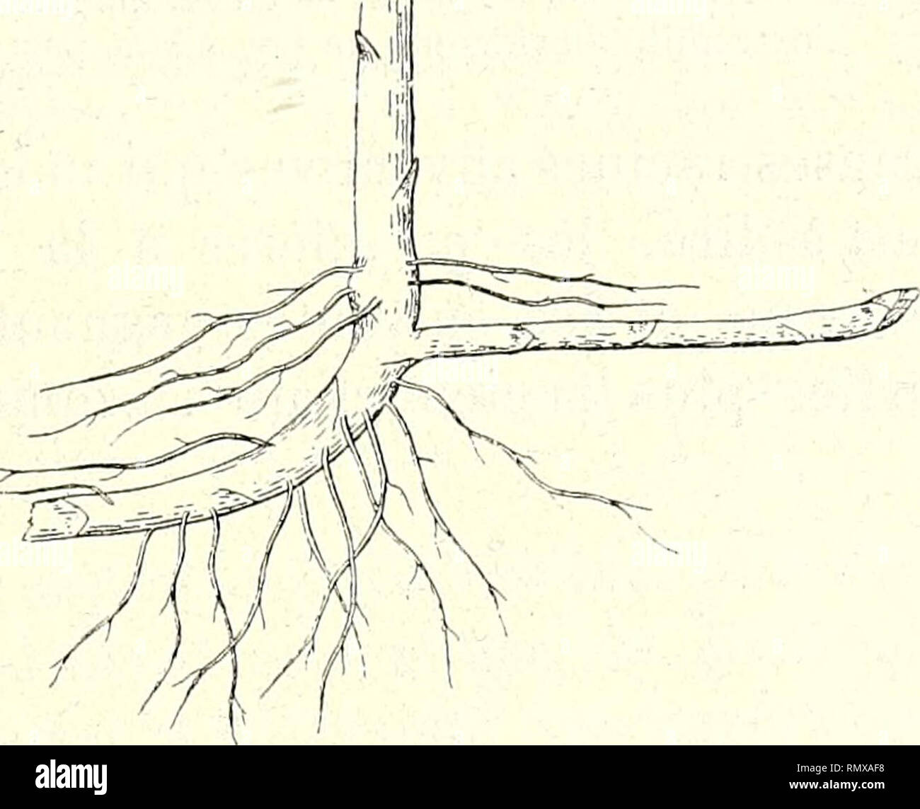 Racines adventives hi-res stock photography and images - Alamy