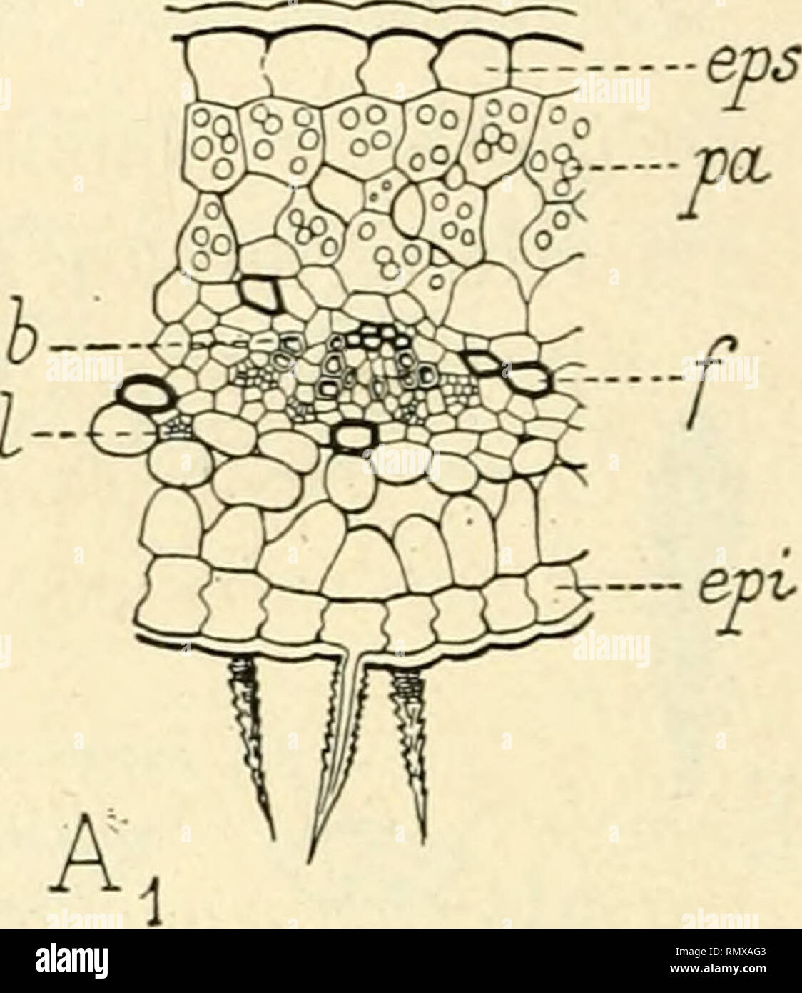 Epidermes hi-res stock photography and images - Alamy